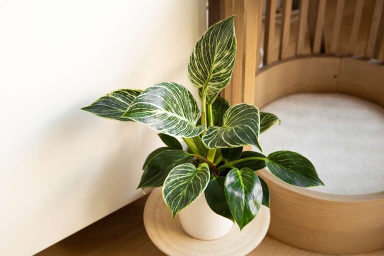 10 Best Plants for Bedroom Oxygen - Home Brightside